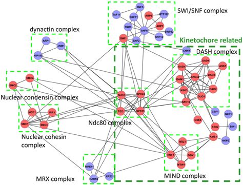 Cross Talk Network Centered On The Ndc80 Complex Cross Talk Analysis