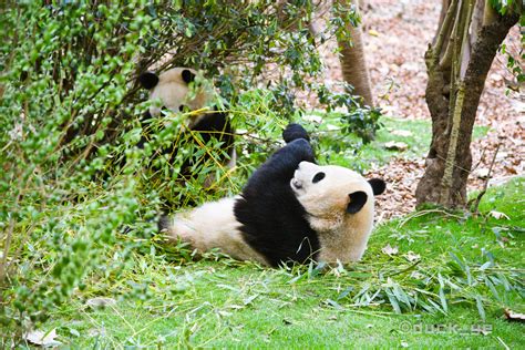 走去成都看团子附成都大熊猫繁殖基地游玩攻略 园区