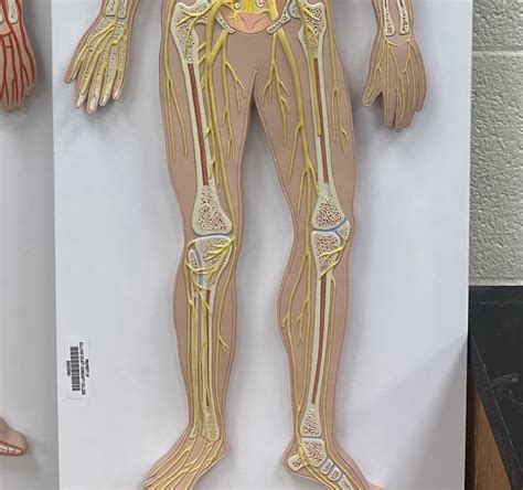Nerve Plexus Study Set Tibial And Common Fibular Nerves Flashcards Quizlet