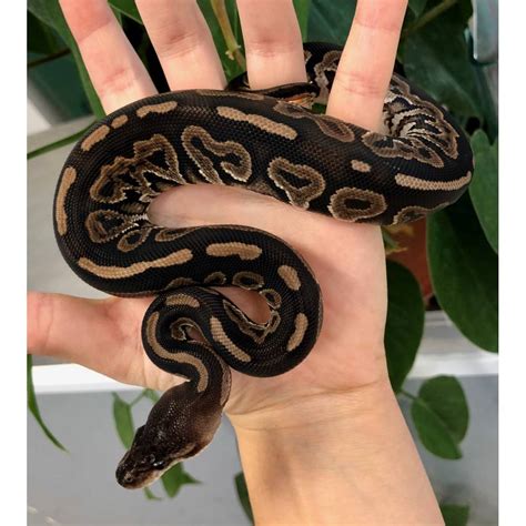 Python Regius Cinnamon Python Royal