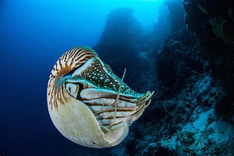 Nautilus Protect The Past