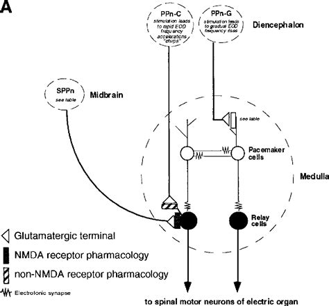 Figure 7 From Immunolocalization Of Nmda Receptors In The Central Nervous System Of Weakly