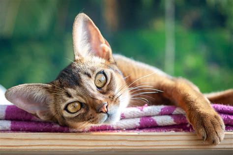 Feline 411 Meet The Curly Haired Cat Breeds