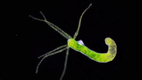 Hydrozoa Footage Stock Clips