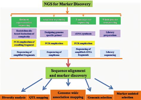Illustration Of Reduced Representation Sequencing Amplicon Sequencing