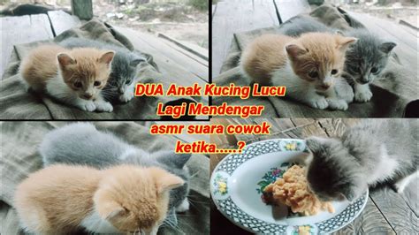 Asmr Suara Desahan Cowok Ketika Disekap Kucing Youtube