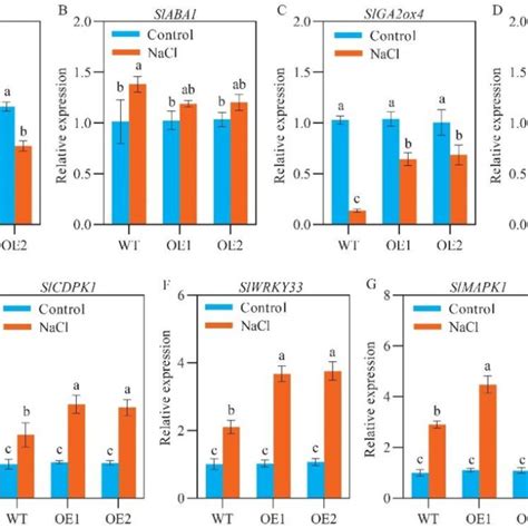 Effects Of Slcomt1 Overexpression On The Abundance Of Germination And