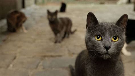 Das Elend der Straßenkatzen