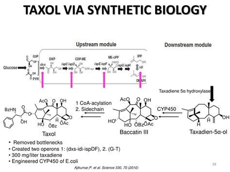 Ppt Metabolic Engineering Microorganisms As Tools In Chemistry