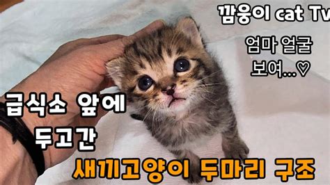 급식소 앞 스츠로폼 박스에 담긴 새끼고양이 두마리 구조 Youtube