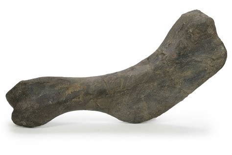 18 4 Hadrosaur Hypacrosaurus Right Humerus Bone Montana 242361 For Sale