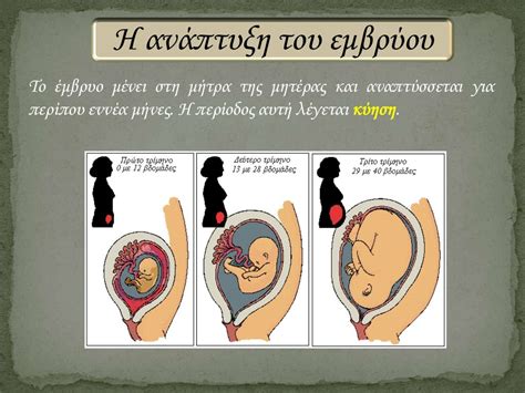 αναπαραγωγικό σύστημα