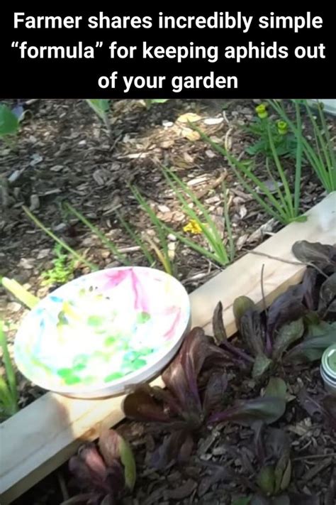 Farmer Shares Incredibly Simple Formula For Keeping Aphids Out Of Your Garden In 2024