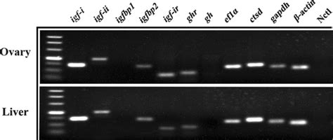 Distribution Of The Ghigf System Genes Igf I Igf Ii Igfbp1 Igfbp2