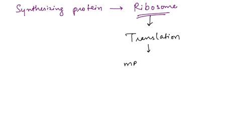 Solved Transcription Is Question 3 Options The Synthesis Of Mrna From Rna The Decoding Of
