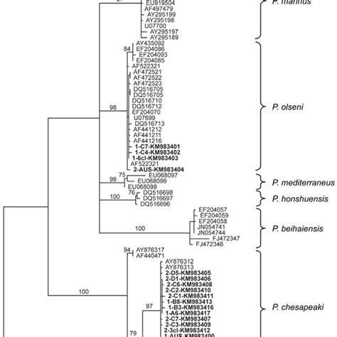 Phylogram Showing Results Of Maximum Parsimony Analyses On Perkinsus