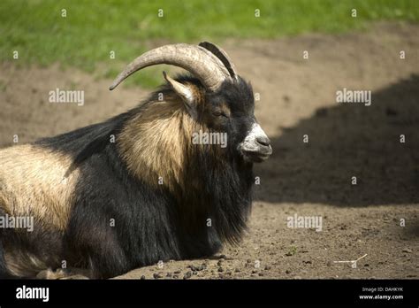Domestic Goat Capra Aegagrus Hircus Stock Photo Alamy