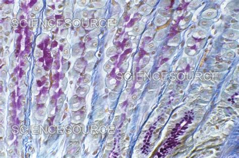 Stomach Lining Light Micrograph Stock Image Science Source Images