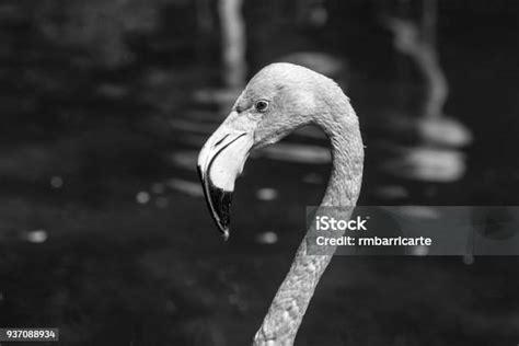 머리와 목의 한 플라밍고 감금 상태에 대한 스톡 사진 및 기타 이미지 감금 상태 공원 교육 Istock