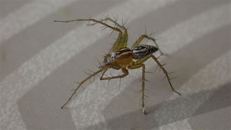 Oxyopes Lineatus Oxyopes Lineatus Picture Insect