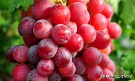 良心果農透露：打過「激素」的葡萄，這「3處」不一樣，別買錯了 每日頭條