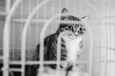 Premium Photo Portrait Of Sad Cat Looking At Cage