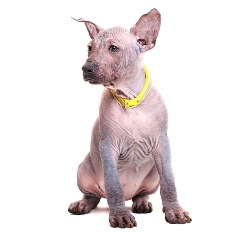 Hermoso Cachorro De Perro Desnudo Mexicano Sentado En Un Collar