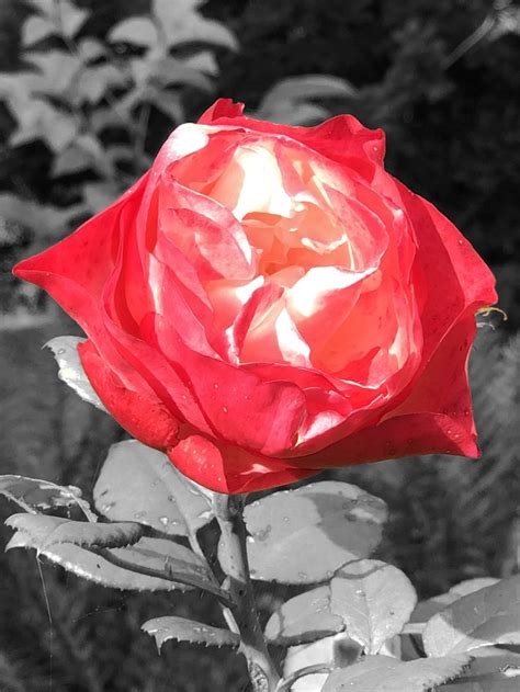 Color Splash Photo Editing Tutorial With Photopea On IPhone