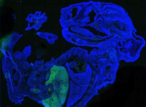 Scientists Make Human Mouse Chimera Thats 4 Human The Independent