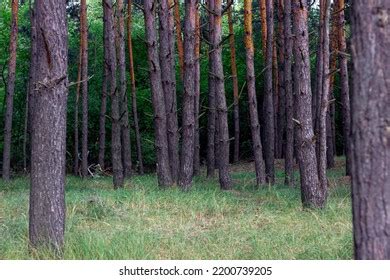 6 738 Pole Pine Tree Images Stock Photos Vectors Shutterstock