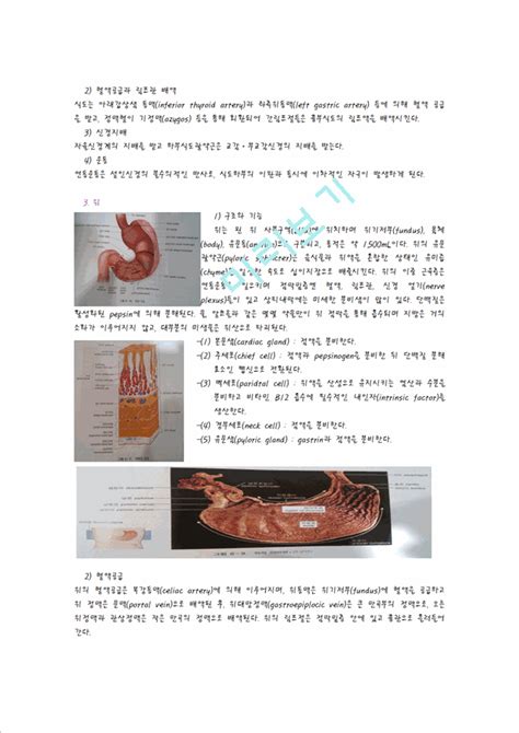 성인간호 소화기계 요약 올레포트