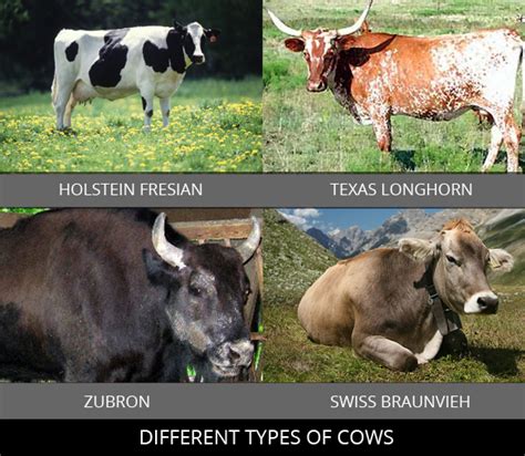 Cow Facts Cool Kid Facts