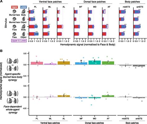 Whole Agent Selectivity Within The Macaque Face Processing System Pnas