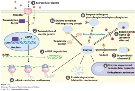 Metabolic Regulation 1 Flashcards Quizlet