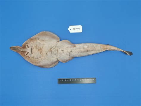 Rhinobatus Schlegelii