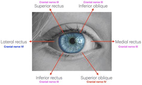 Third Cranial Nerve Lesions • Litfl • Ffs