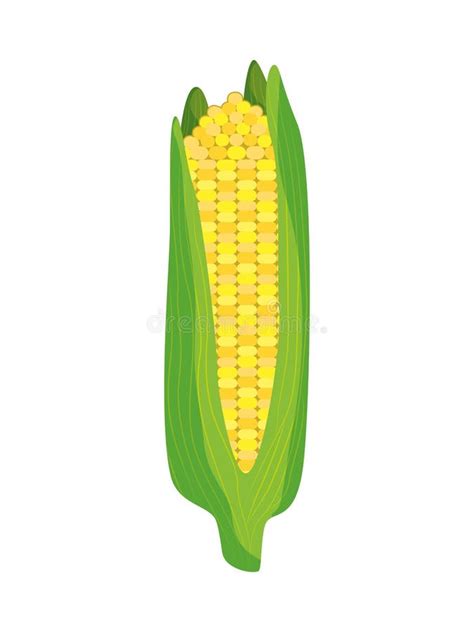 Corn Drawing Illustration Vector Stock Vector Illustration Of