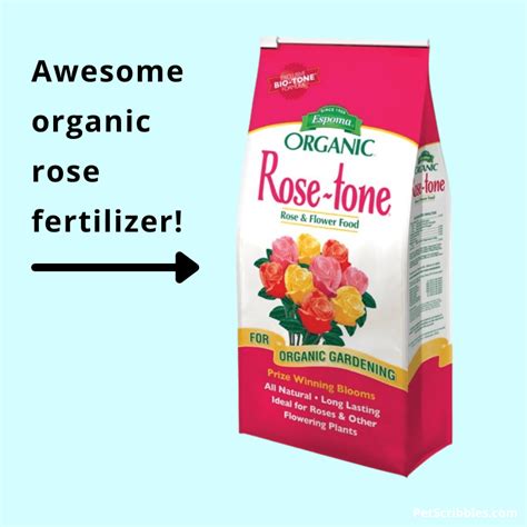 Black Spot On Knockout Roses How To Treat Garden Sanity By Pet Scribbles