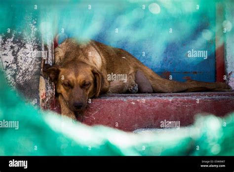 Stray, sad looking dog sat on the steps of a derelict building Stock ...