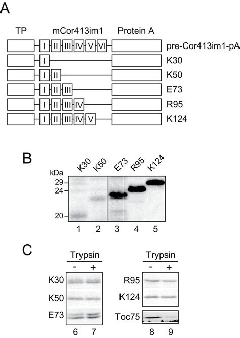 Expression Of C Terminal Truncated Cor413im1 Proteins In Transgenic