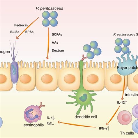 Pdf Pediococcus Pentosaceus A Future Additive Or Probiotic Candidate