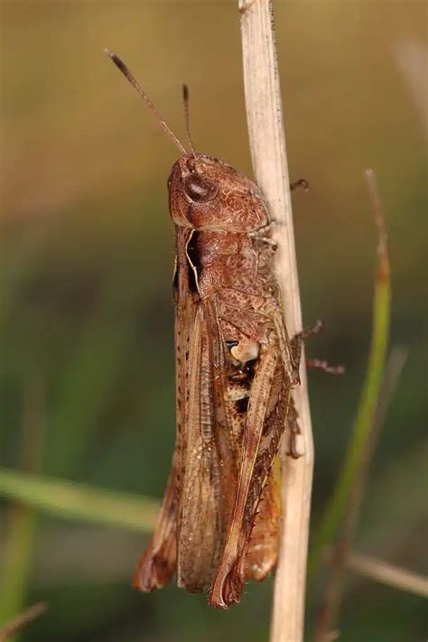 8 Different Grasshopper Colors And Their Spiritual Meanings