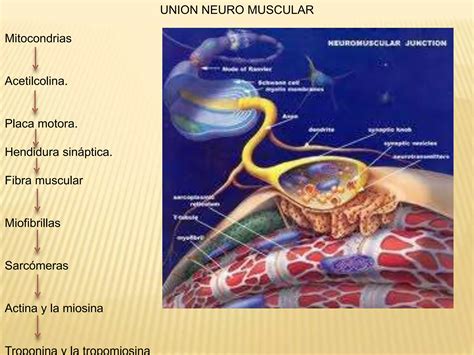 Neuronas Y Neurotransmisores Pptx