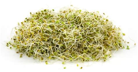 Микрозелень Люцерна 20г WoS Купить семена Микрозелень, Microgreen