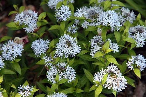 8 Best Native Plants For Tulsa Ok Wikilawn
