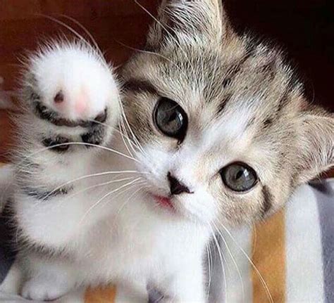 아기 고양이 짤  유머 움짤 이슈 에펨코리아