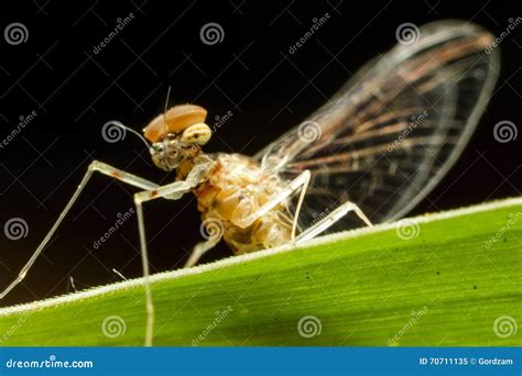 Mayfly Stock Image Image Of Pond Delicate Adult Trout 70711135