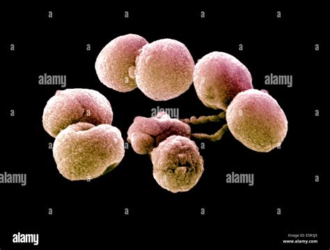 Scanning Electron Micrograph SEM Of Streptococcus Pneumoniae Stock