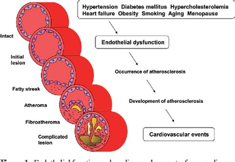 Pathophysiology II Lecture 1 Cardiovascular System Flashcards Quizlet