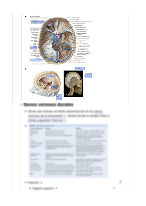 SOLUTION Lab11 Meninges Senos Venosos Durales Y L Quido Cefalorraqu